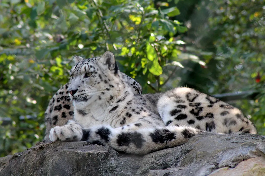 Animals That Live on Mount Everest: Wildlife at High Altitude