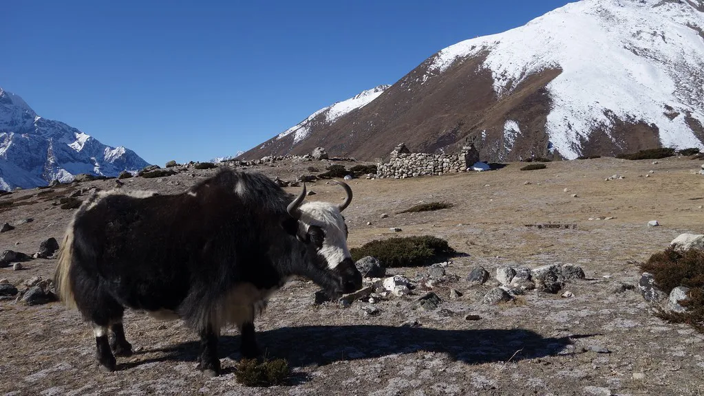 Animals That Live on Mount Everest: Wildlife at High Altitude